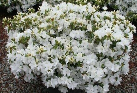 Azalea_Gumpo | Kaipara Coast Plant Centre & Sculpture Gardens