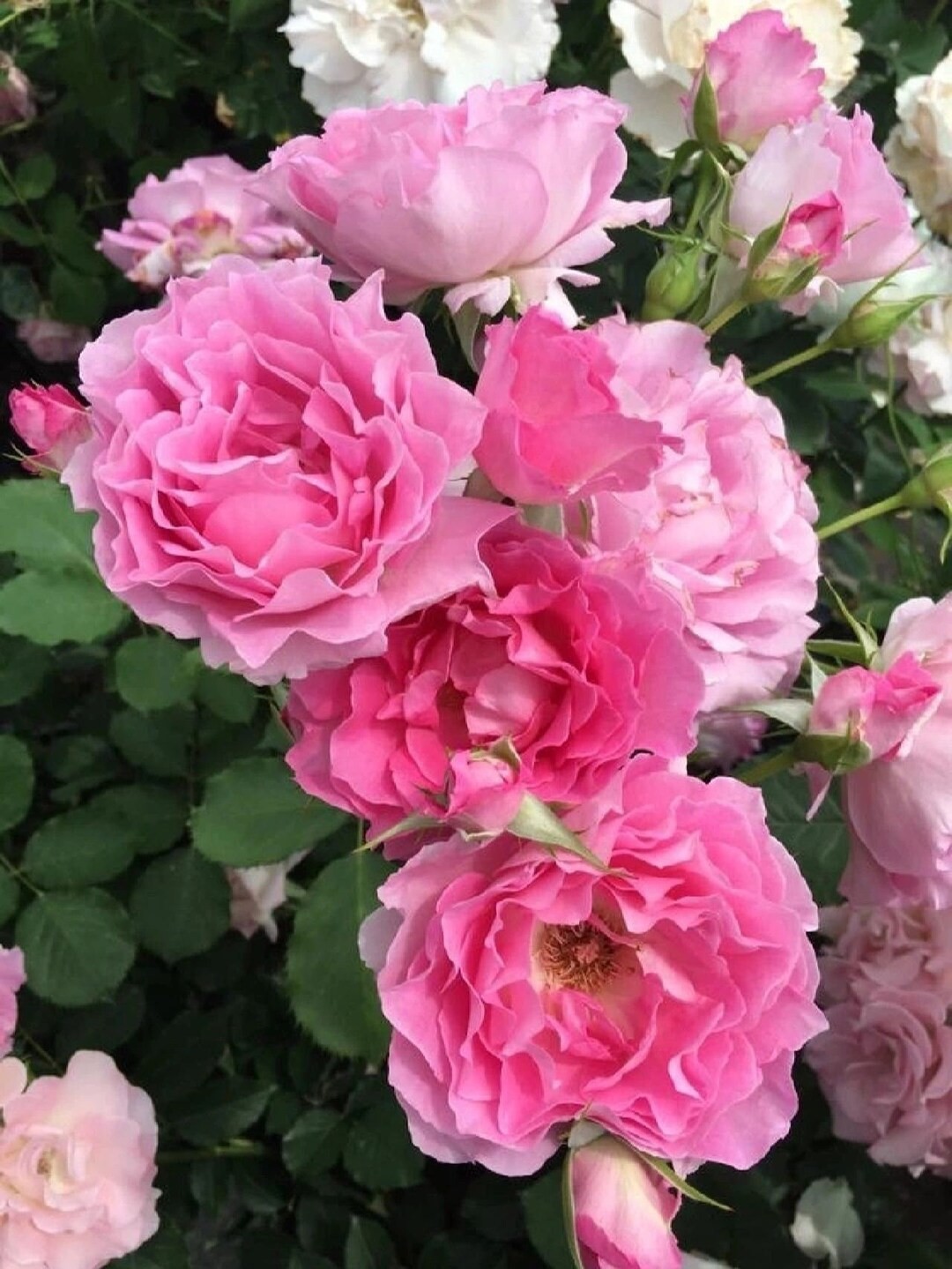 Rose_pink_princess – Kaipara Coast Plant Centre & Sculpture Gardens